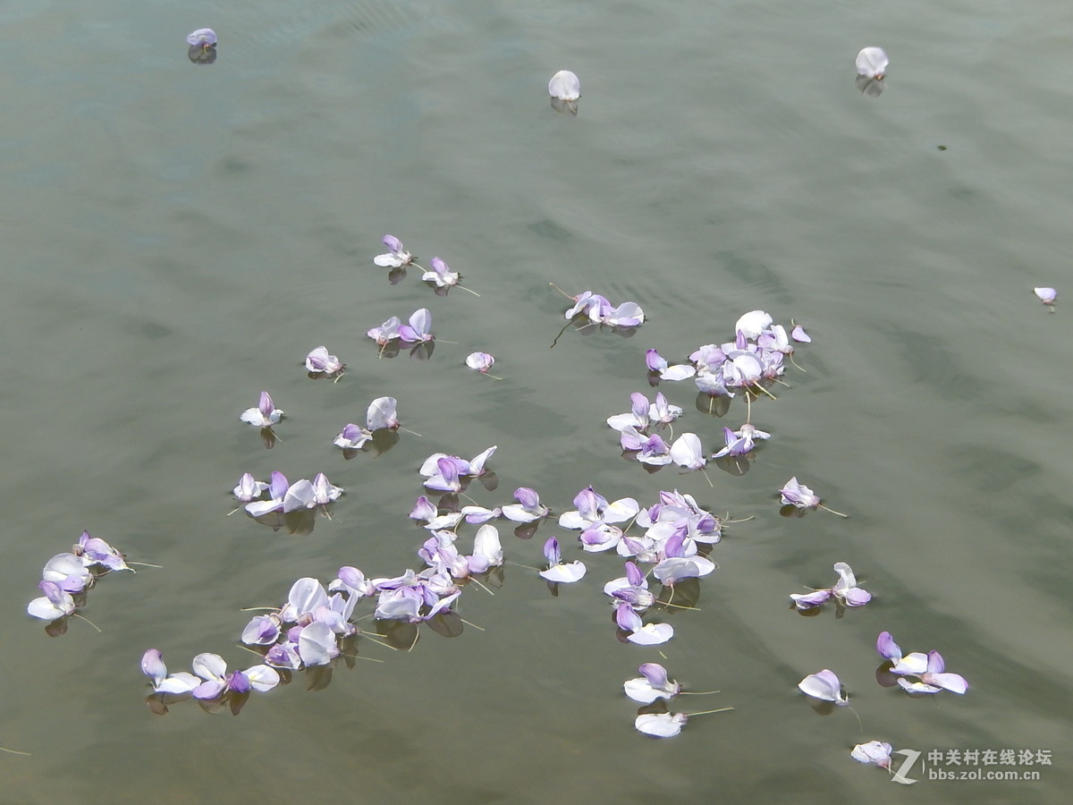 落花有意流水无情 中关村在线摄影论坛