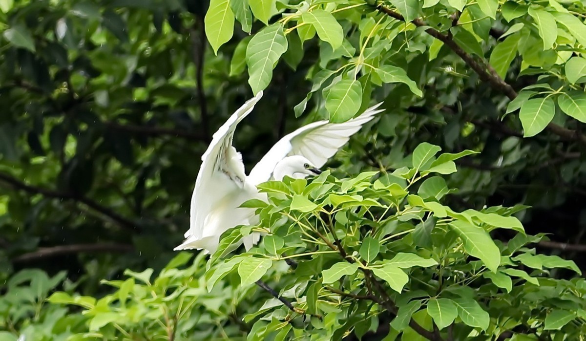 鷺落枝头 中关村在线摄影论坛