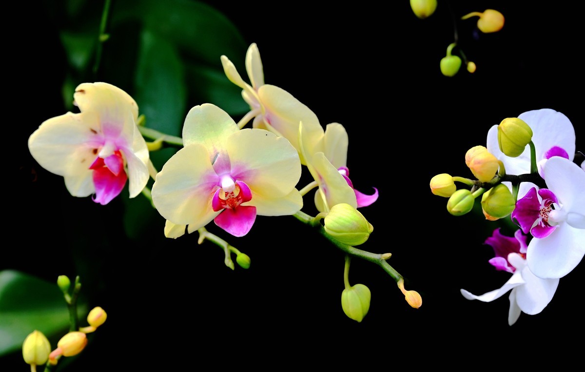 植物园第二届兰花展 中关村在线摄影论坛
