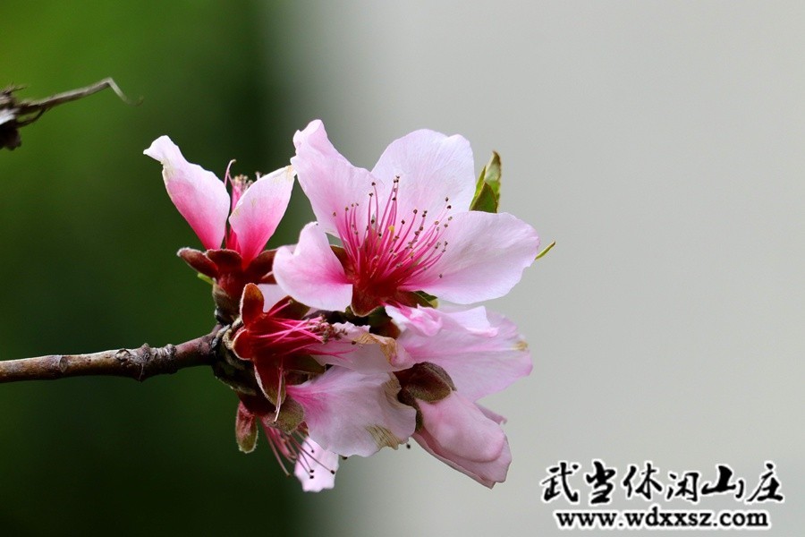 三月桃花始盛开200d版 中关村在线摄影论坛