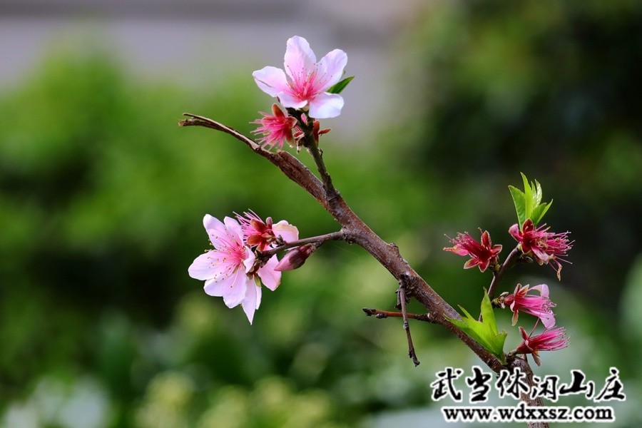 三月桃花始盛开200d版 中关村在线摄影论坛