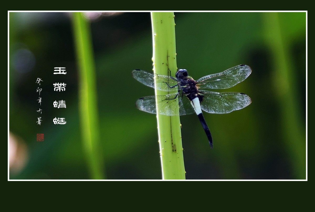 高清图荷塘里的小精灵 玉带蜻蜓 中关村在线摄影论坛