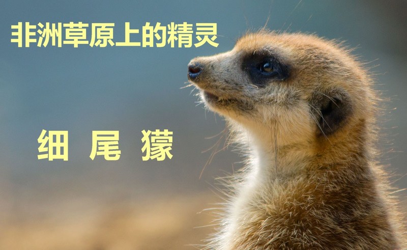 非洲草原上的精灵细尾獴 中关村在线摄影论坛