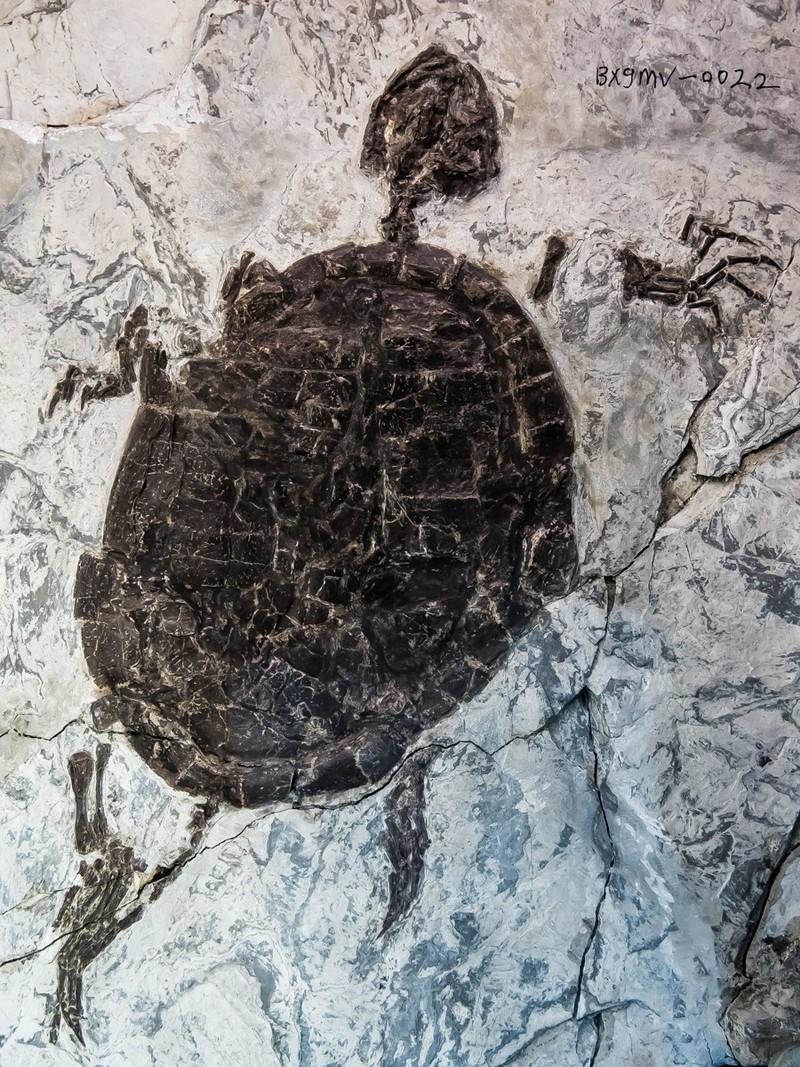 镜头里第400号本溪地质博物馆的化石标本二 中关村在线摄影论坛