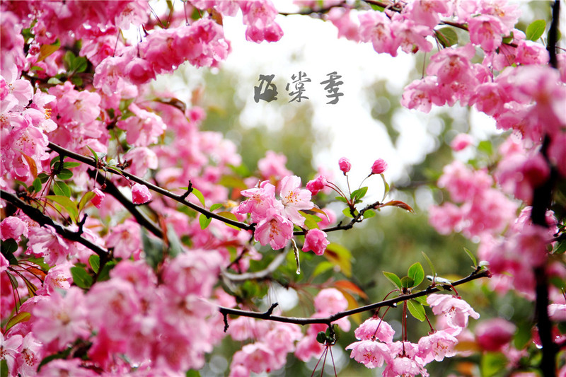 春暖花开 雨后 中关村在线摄影论坛