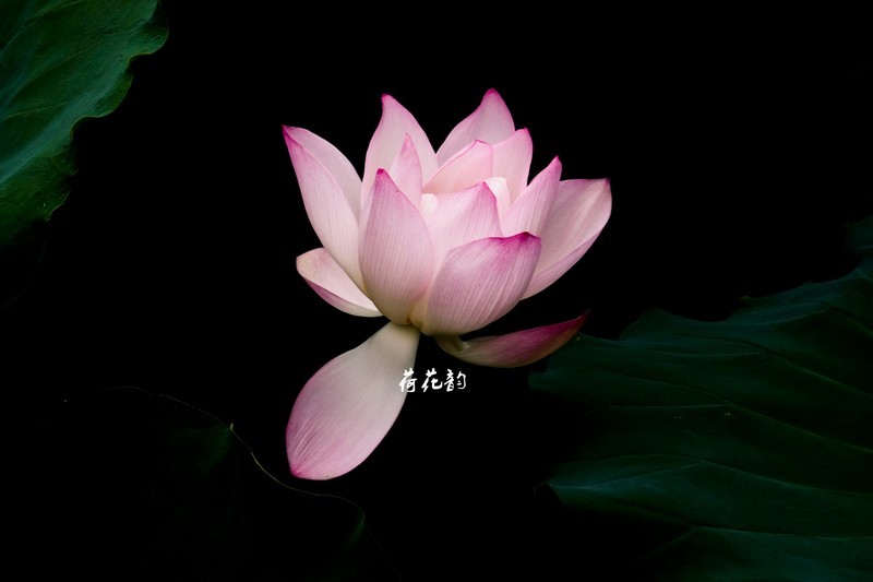 荷花韵 中关村在线摄影论坛