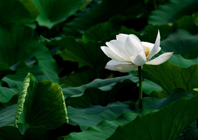 白荷花72503 中关村在线摄影论坛