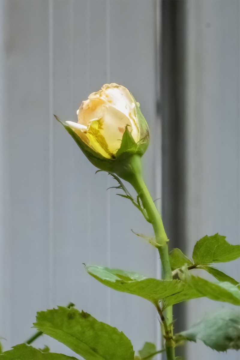 几朵花 中关村在线摄影论坛