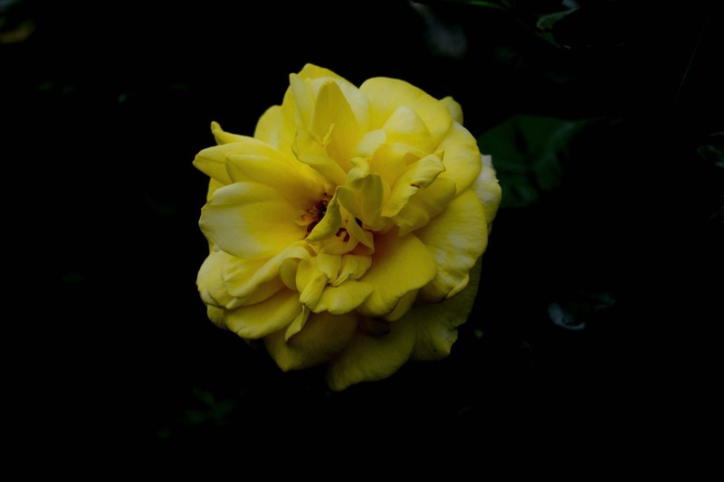 月季花随拍 二 中关村在线摄影论坛
