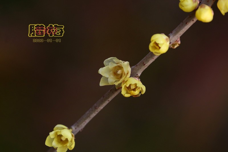 腊梅花开 62023 0027 中关村在线摄影论坛