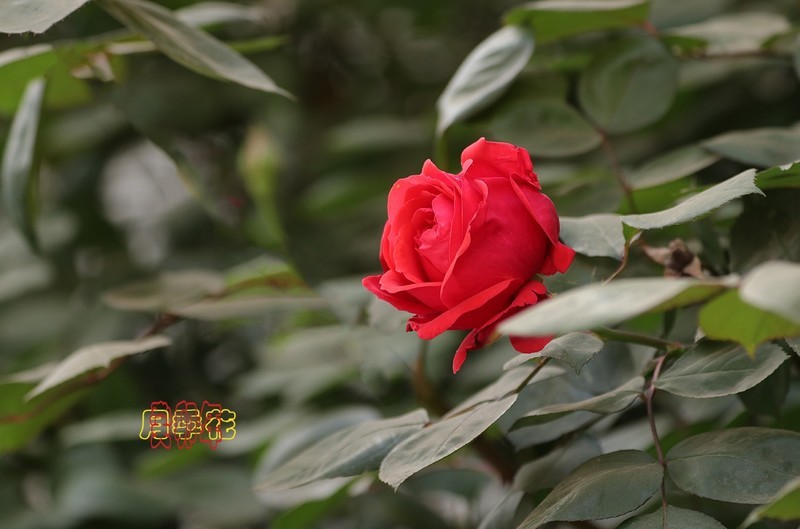 月季花 12023 0319 中关村在线摄影论坛