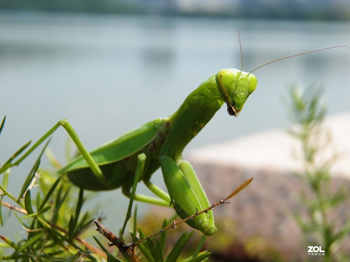 最近淘得一台z990，难得的是接近全新-中关村在线摄影论坛