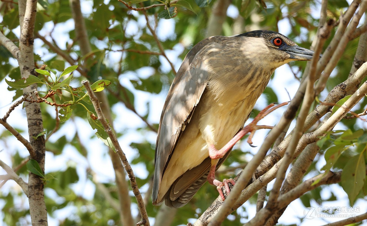 夜鹭（一）-中关村在线摄影论坛