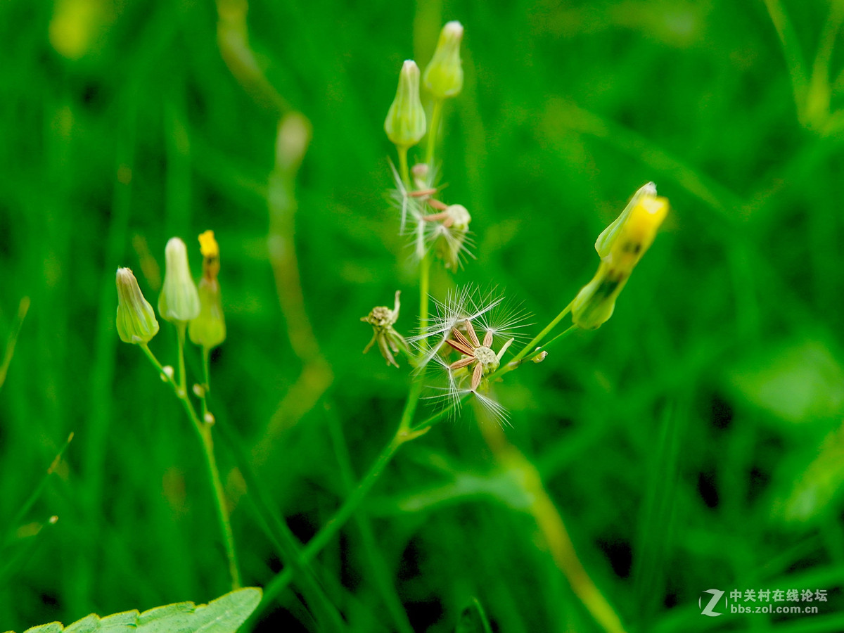 Z981 微距杂拍-中关村在线摄影论坛