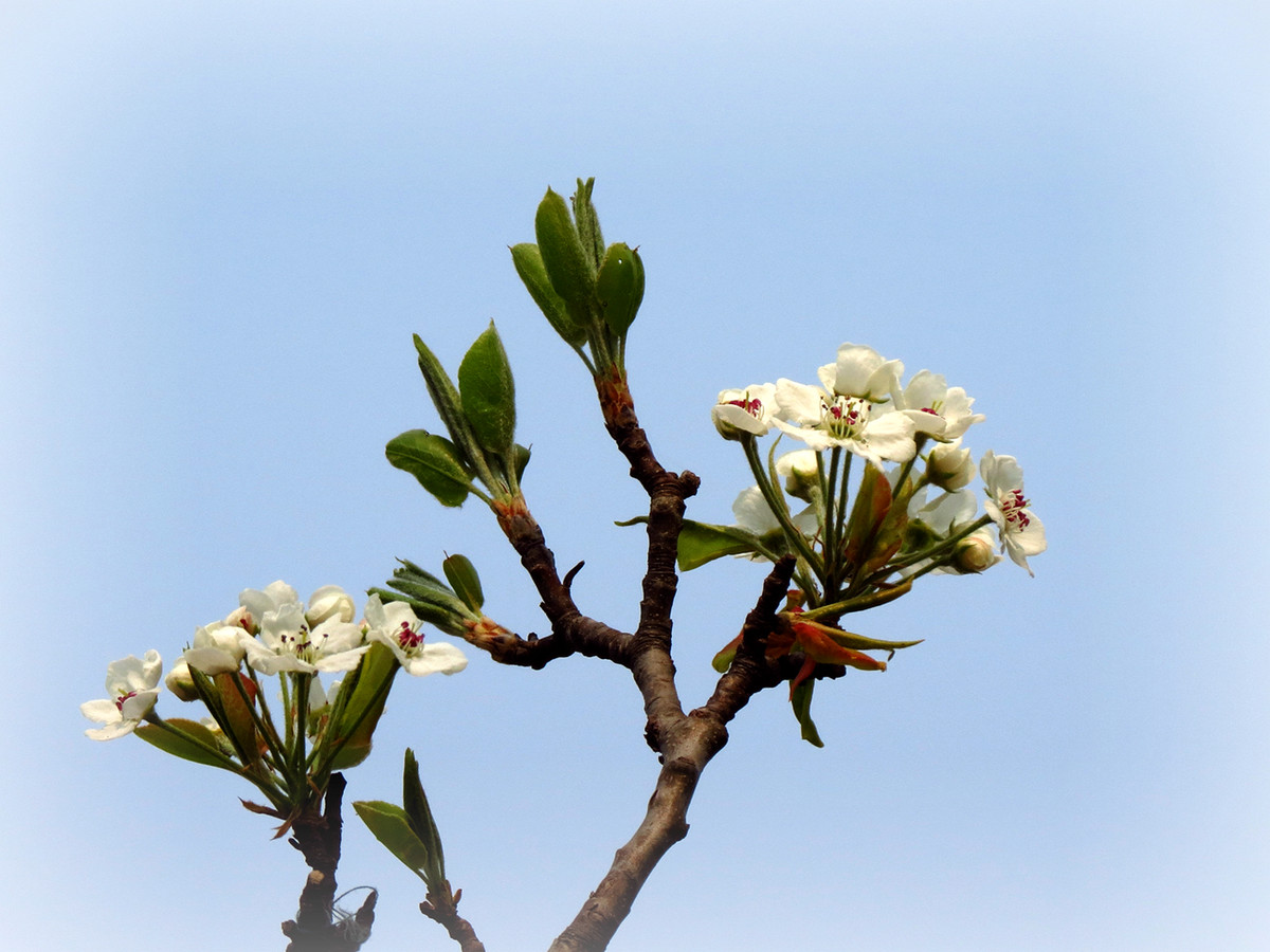 河畔的梨花-中关村在线摄影论坛