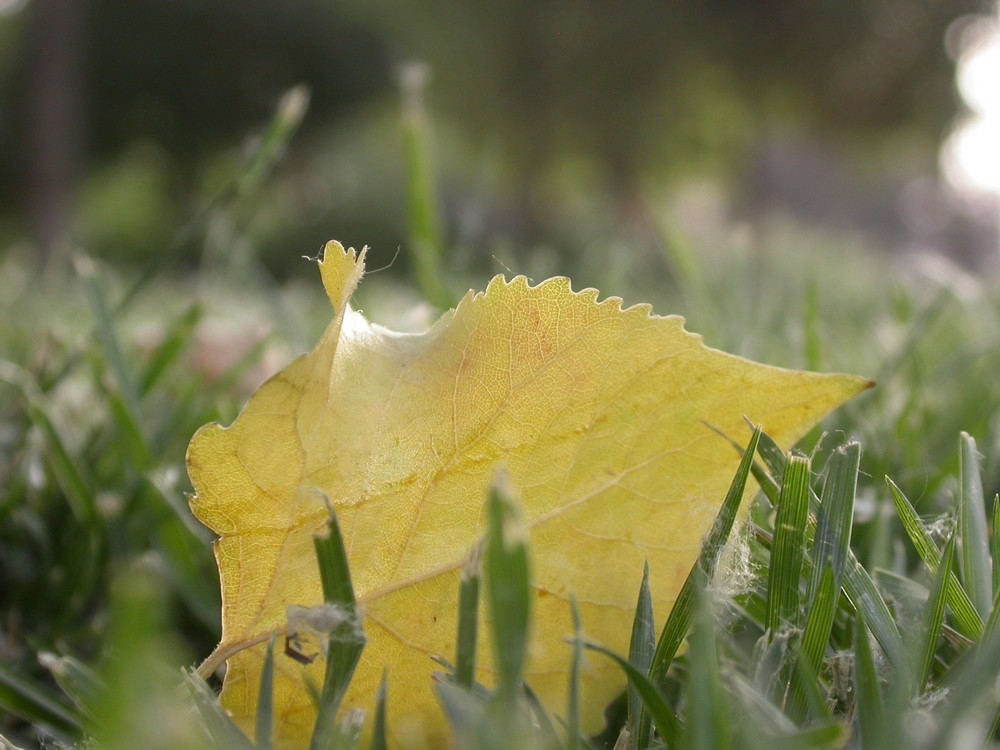 [尼康E4500]老机新拍一组花草-中关村在线摄影论坛