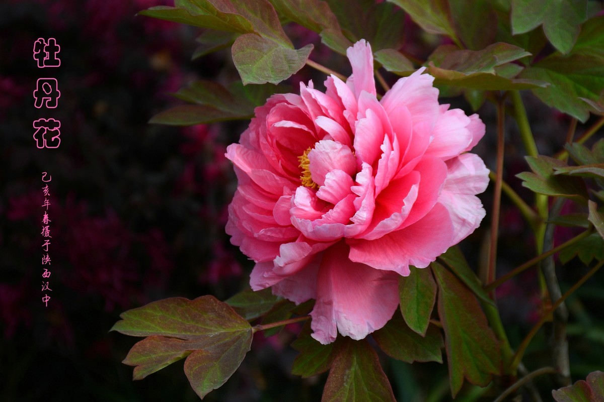 富贵牡丹（2019151）-中关村在线摄影论坛
