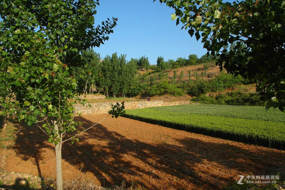 『乡土晨光』123...11P-中关村在线摄影论坛