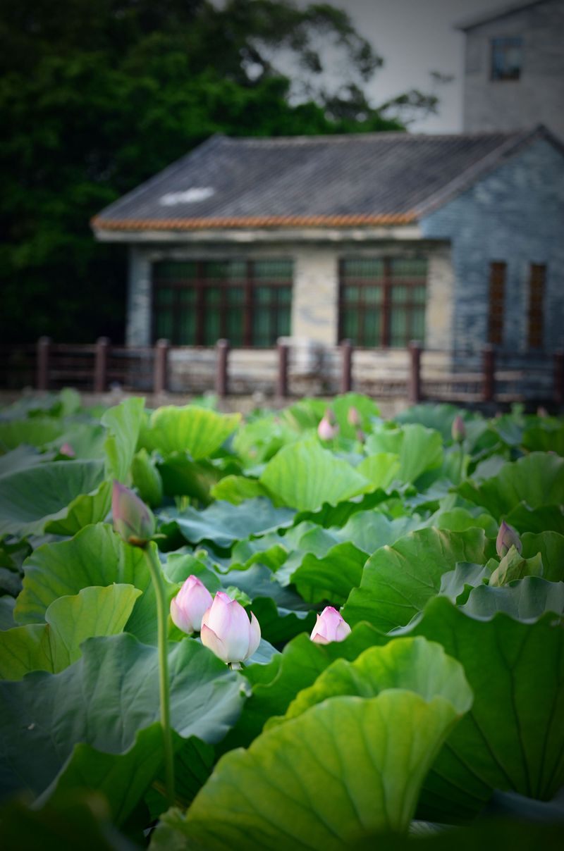 广州花都塱头古村荷花节采风-中关村在线摄影论坛