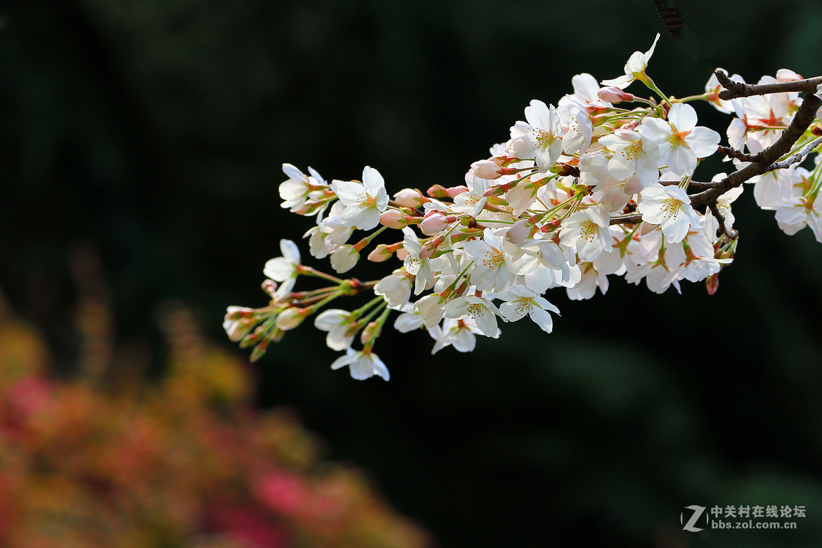 西花园樱花盛开-中关村在线摄影论坛