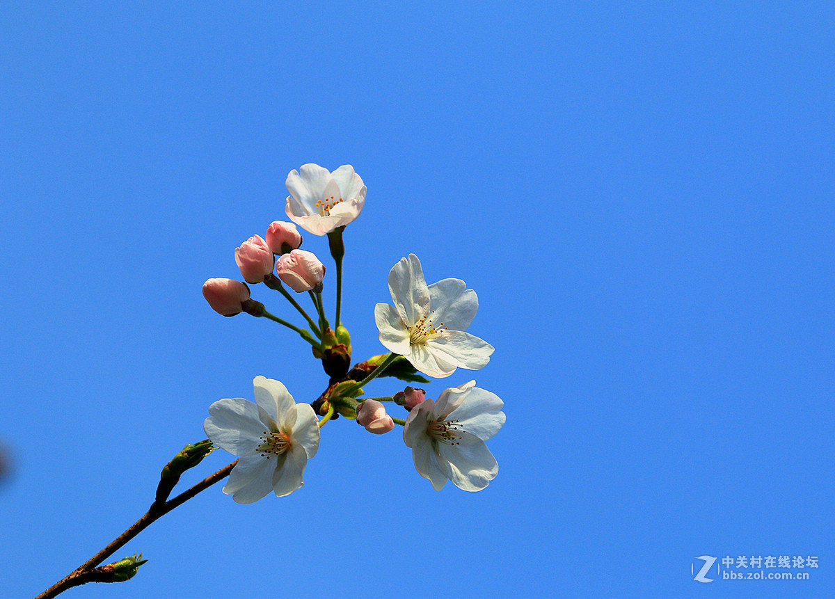 西花园樱花盛开-中关村在线摄影论坛