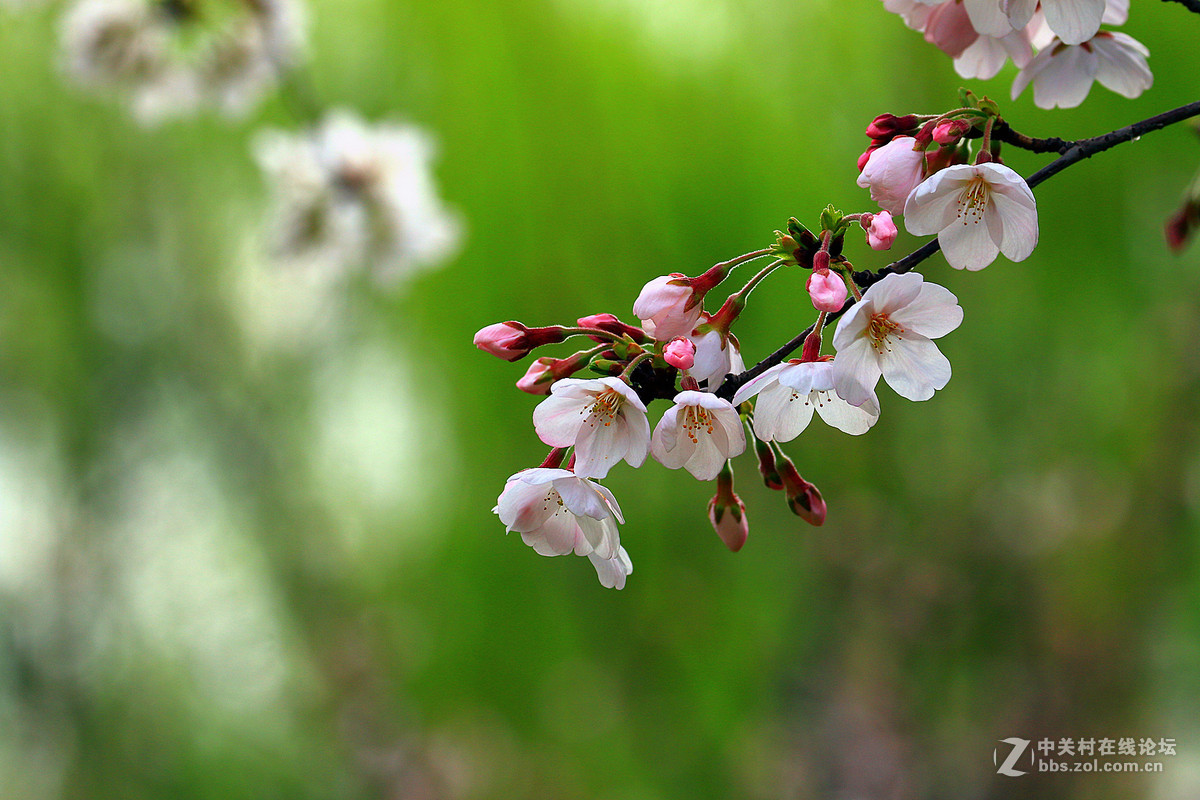 西花园樱花盛开-中关村在线摄影论坛