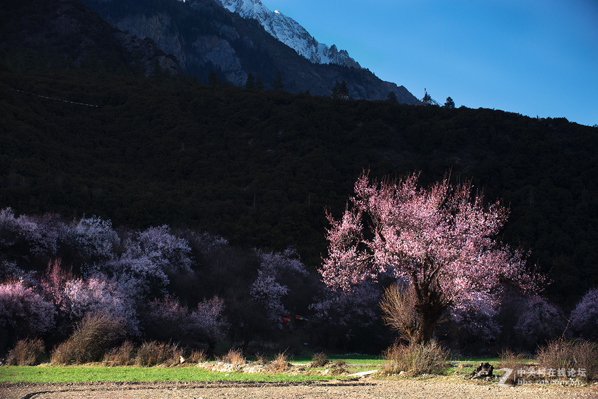 行走川藏线之二。。。。桃花开在雪山下-中关村在线摄影论坛