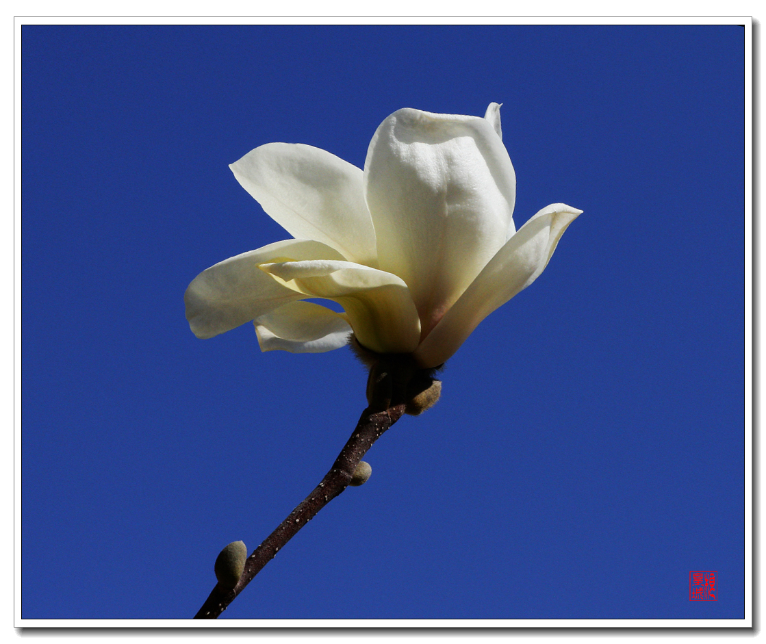 雕塑园 玉兰 】-中关村在线摄影论坛