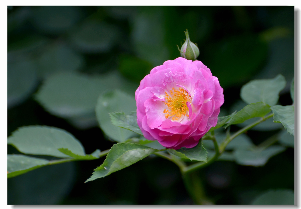 小驴炮拍蔷薇-中关村在线摄影论坛