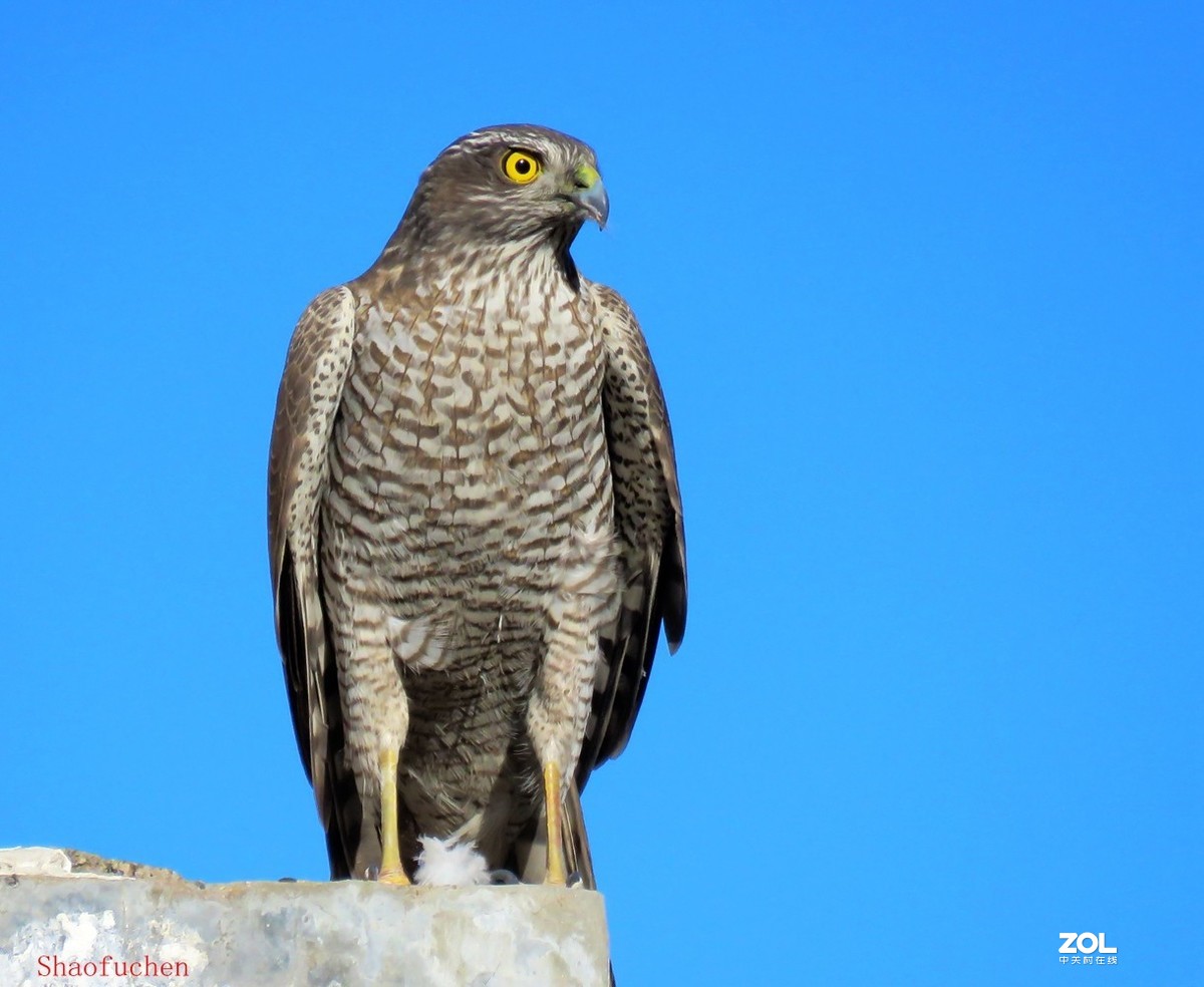 雀鹰-中关村在线摄影论坛