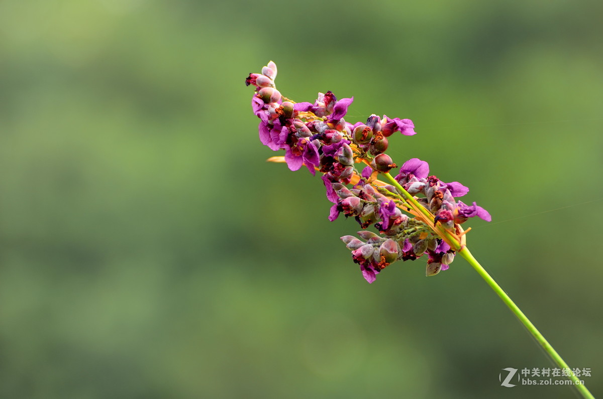 荷花-中关村在线摄影论坛