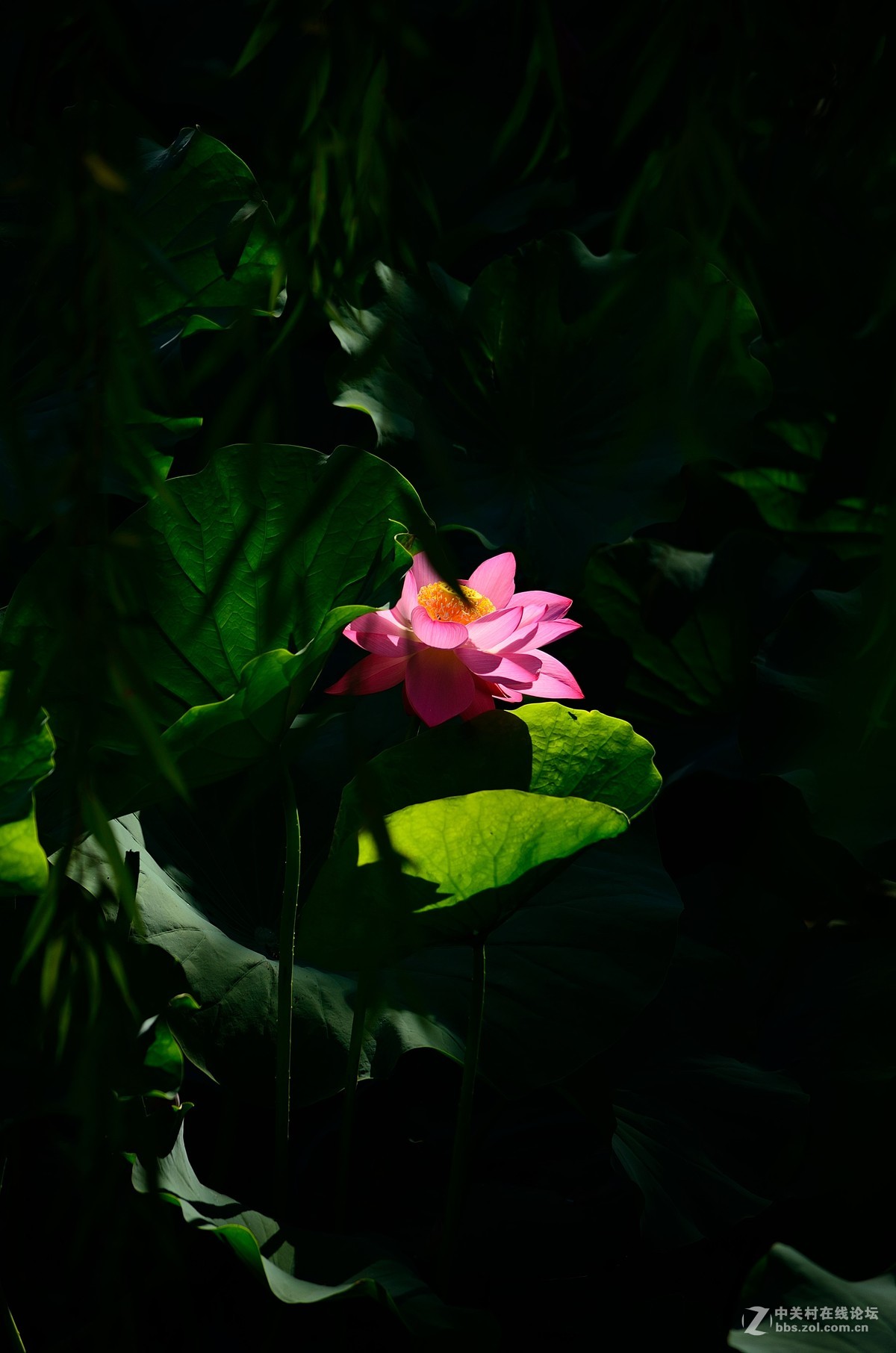 阳光明媚 迷醉荷花！-中关村在线摄影论坛