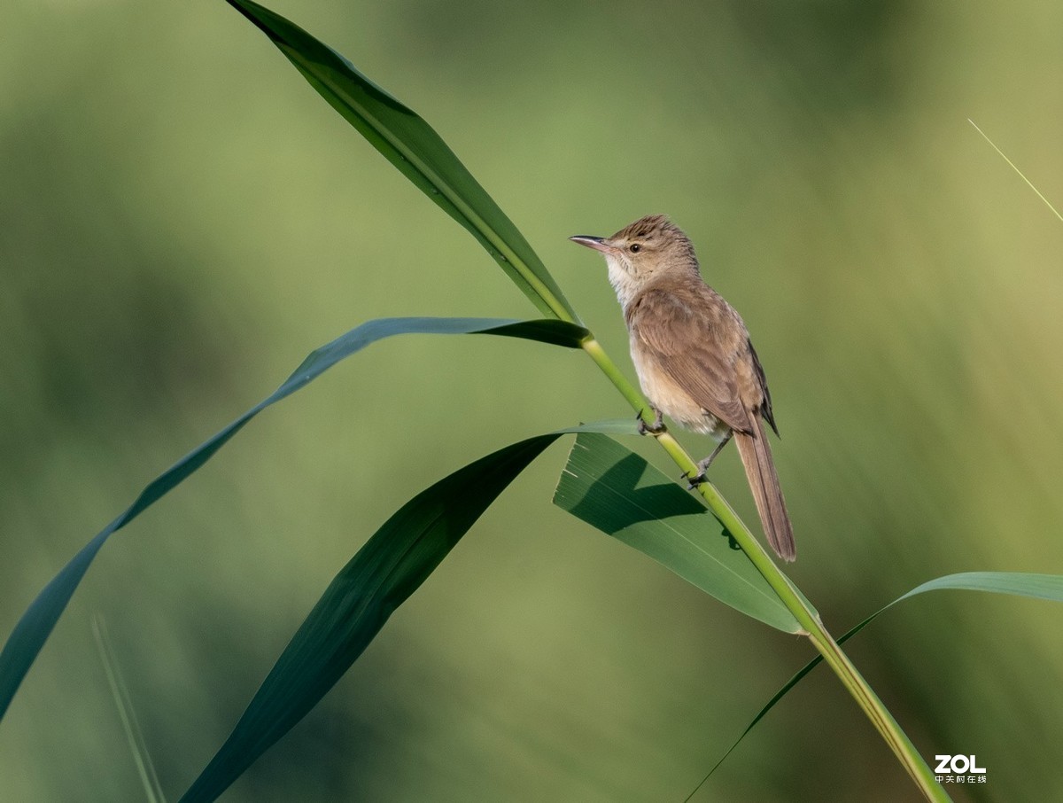 芦苇上唱歌的《大苇莺》-中关村在线摄影论坛