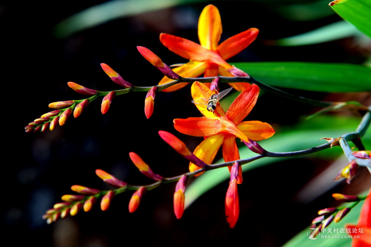 凤凰135F2.8+K30随拍-中关村在线摄影论坛