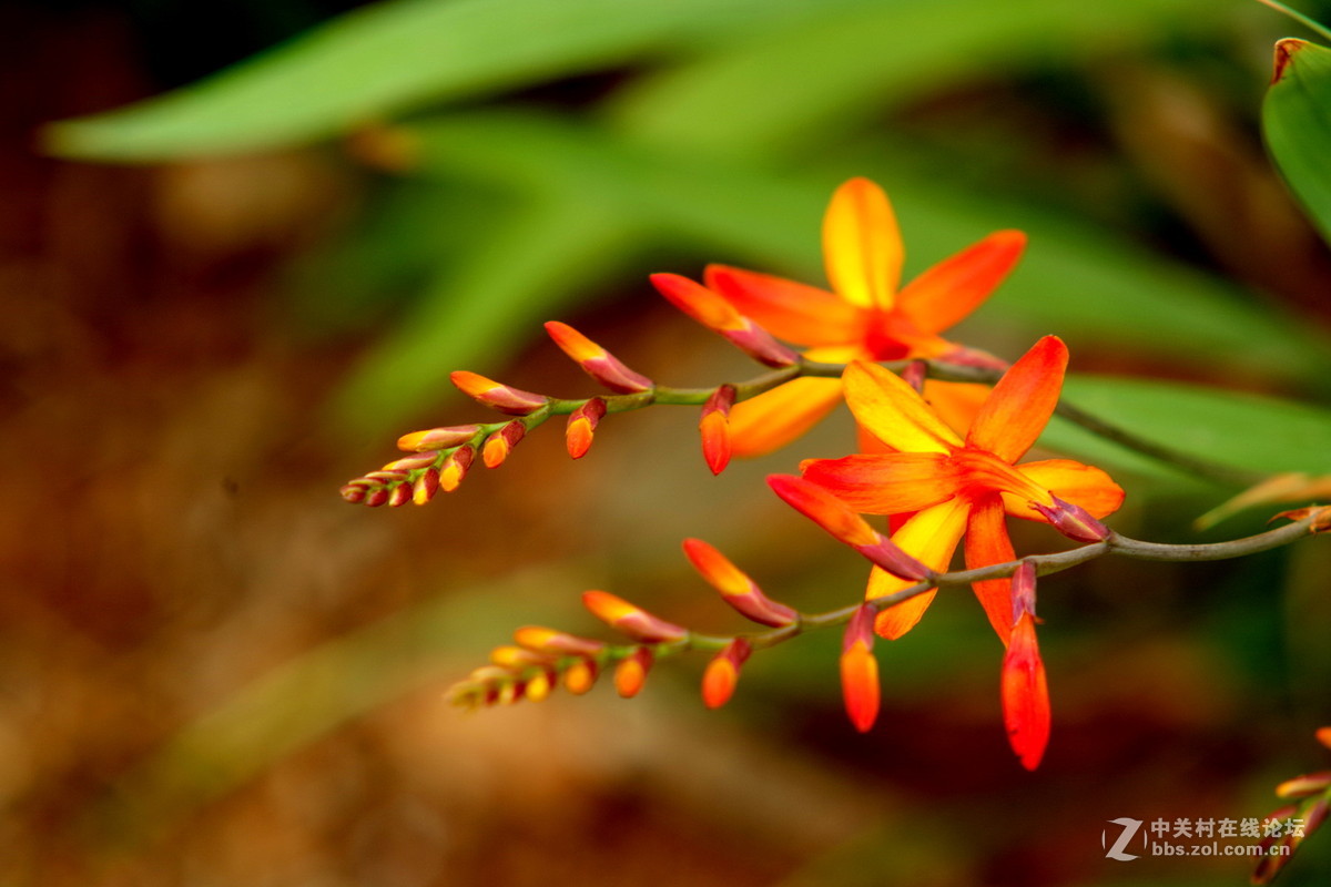 凤凰135F2.8+K30随拍-中关村在线摄影论坛