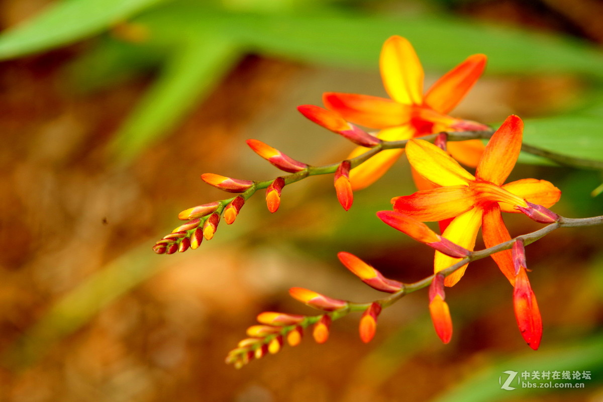 凤凰135F2.8+K30随拍-中关村在线摄影论坛