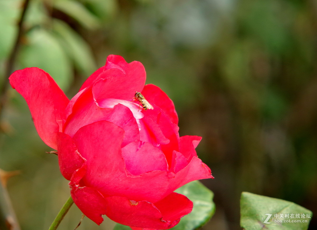 凤凰135F2.8+K30随拍-中关村在线摄影论坛