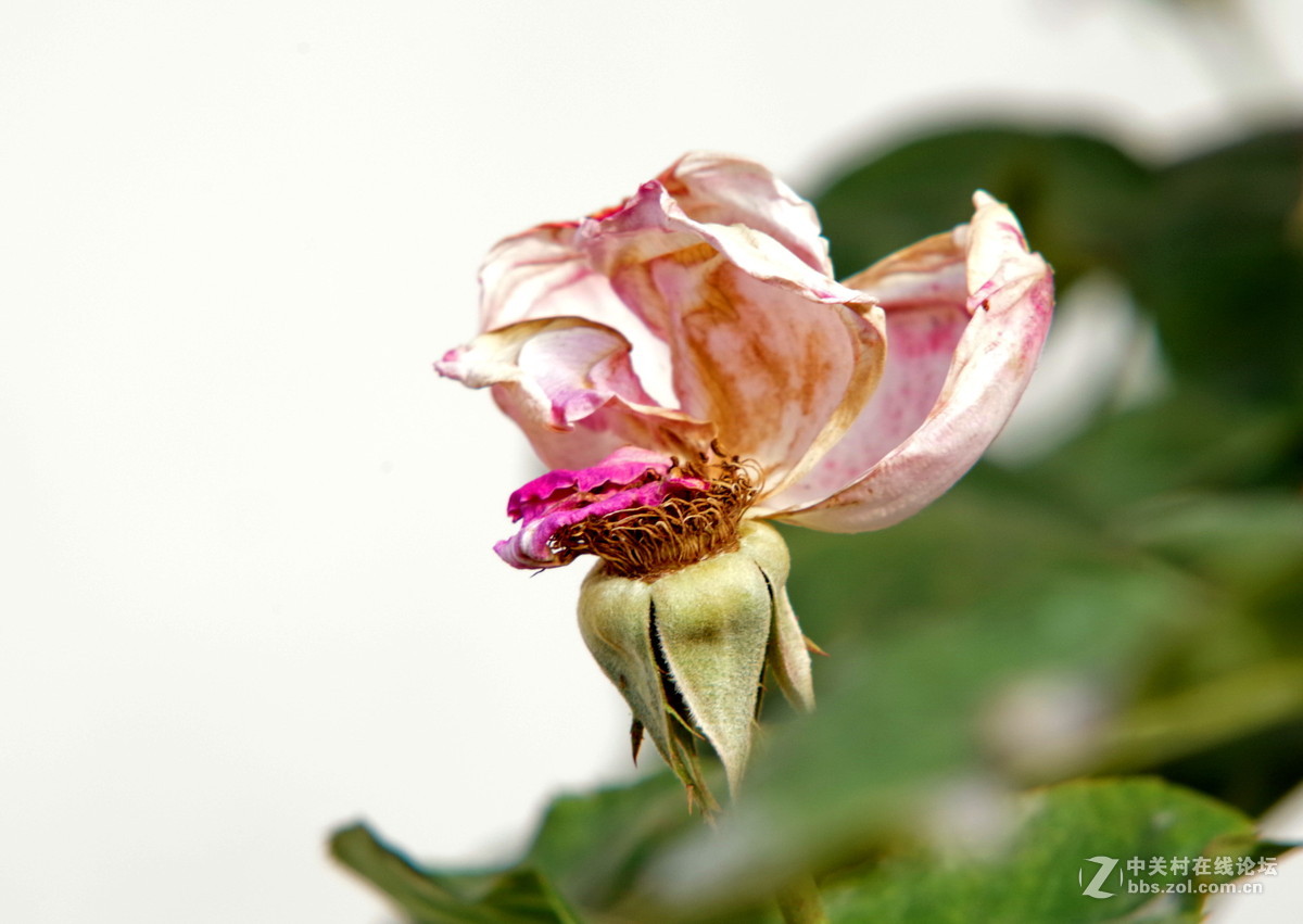 凤凰135F2.8+K30随拍-中关村在线摄影论坛