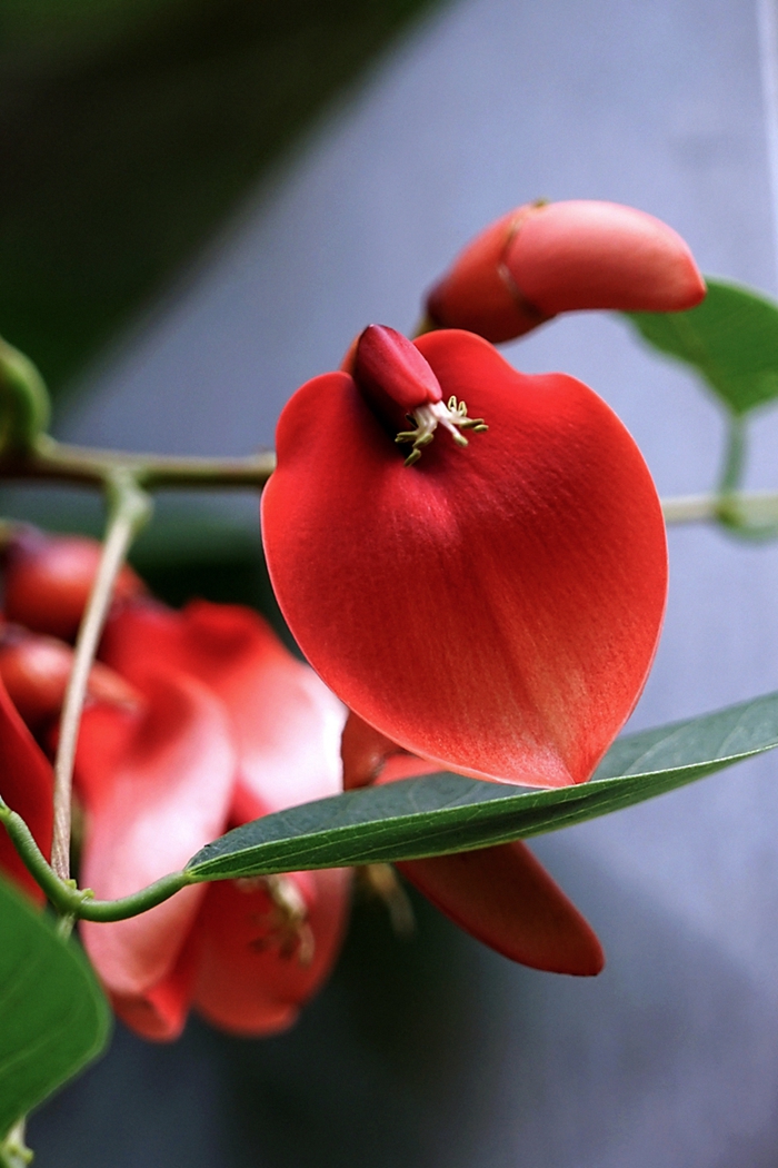 a7M2 [ 配 FE 24-240mm f3.5-6.3 OSS ][ 镜头磨合-红刺露兜花 ]-中关村在线摄影论坛