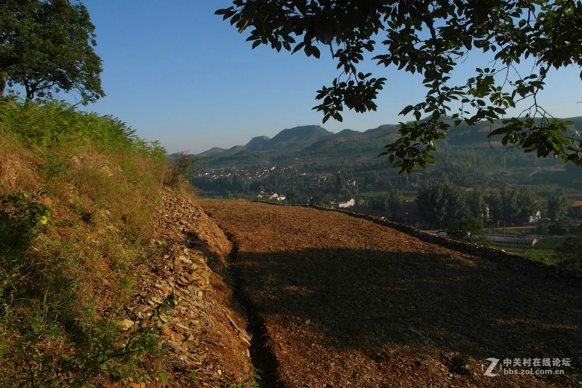 【沂蒙山里的柿子树】123...11p-中关村在线摄影论坛