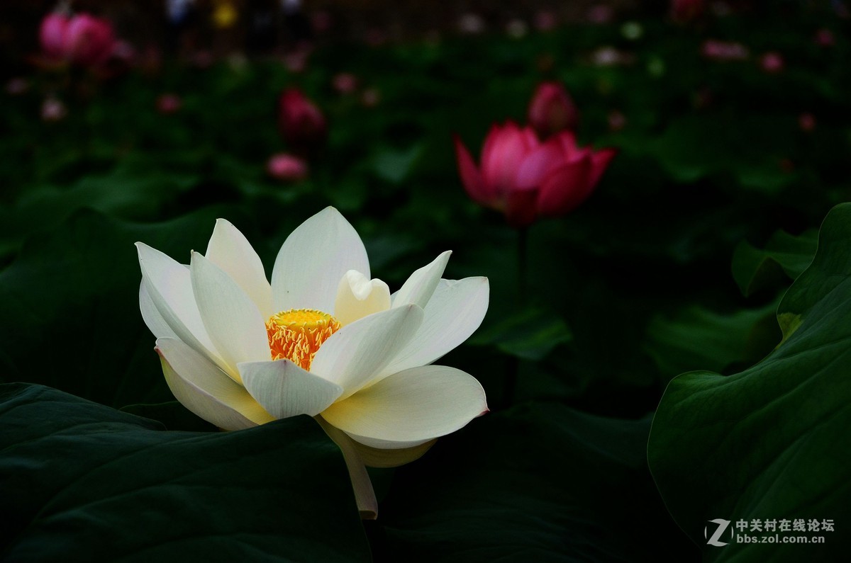 白荷-中关村在线摄影论坛