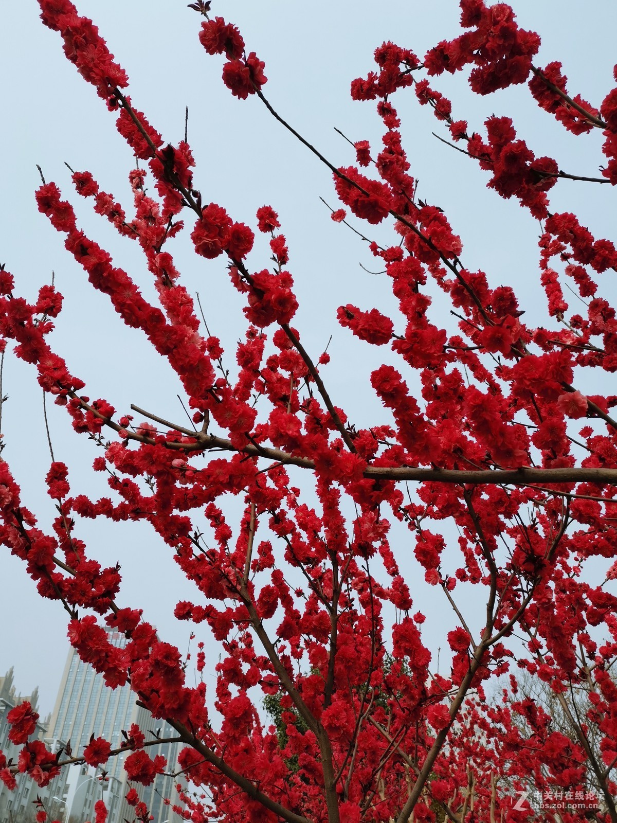 春暖花开-中关村在线摄影论坛