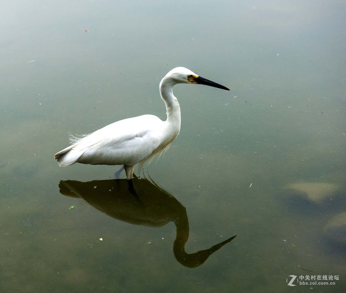 一路风光：D13天（成都休整一天，逛浣花溪公园）-中关村在线摄影论坛