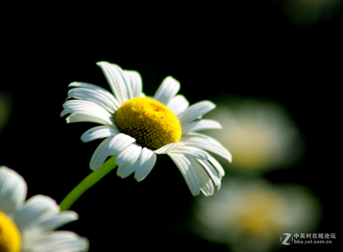 公园的大滨菊（1）-中关村在线摄影论坛