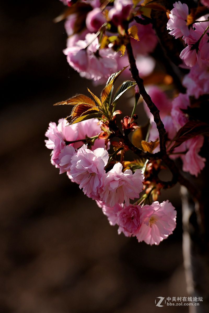 樱花斗艳着春意-中关村在线摄影论坛