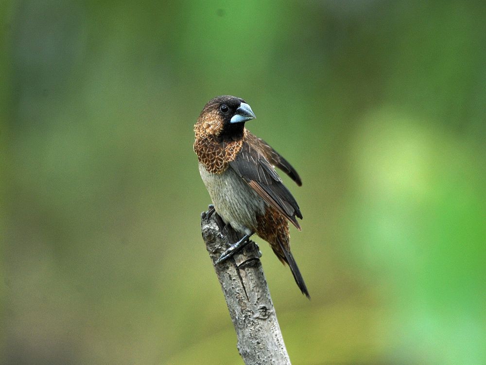 白腰文鸟-中关村在线摄影论坛