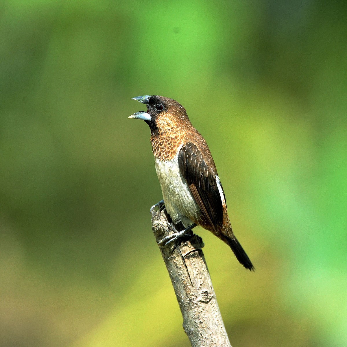 白腰文鸟-中关村在线摄影论坛