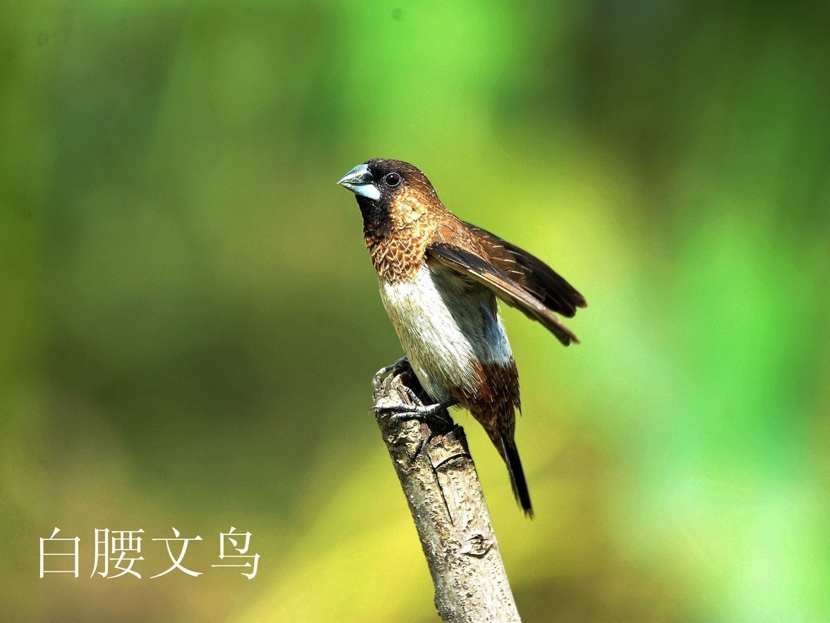 白腰文鸟-中关村在线摄影论坛