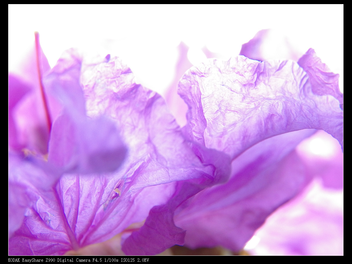 Z990:紫与白-中关村在线摄影论坛