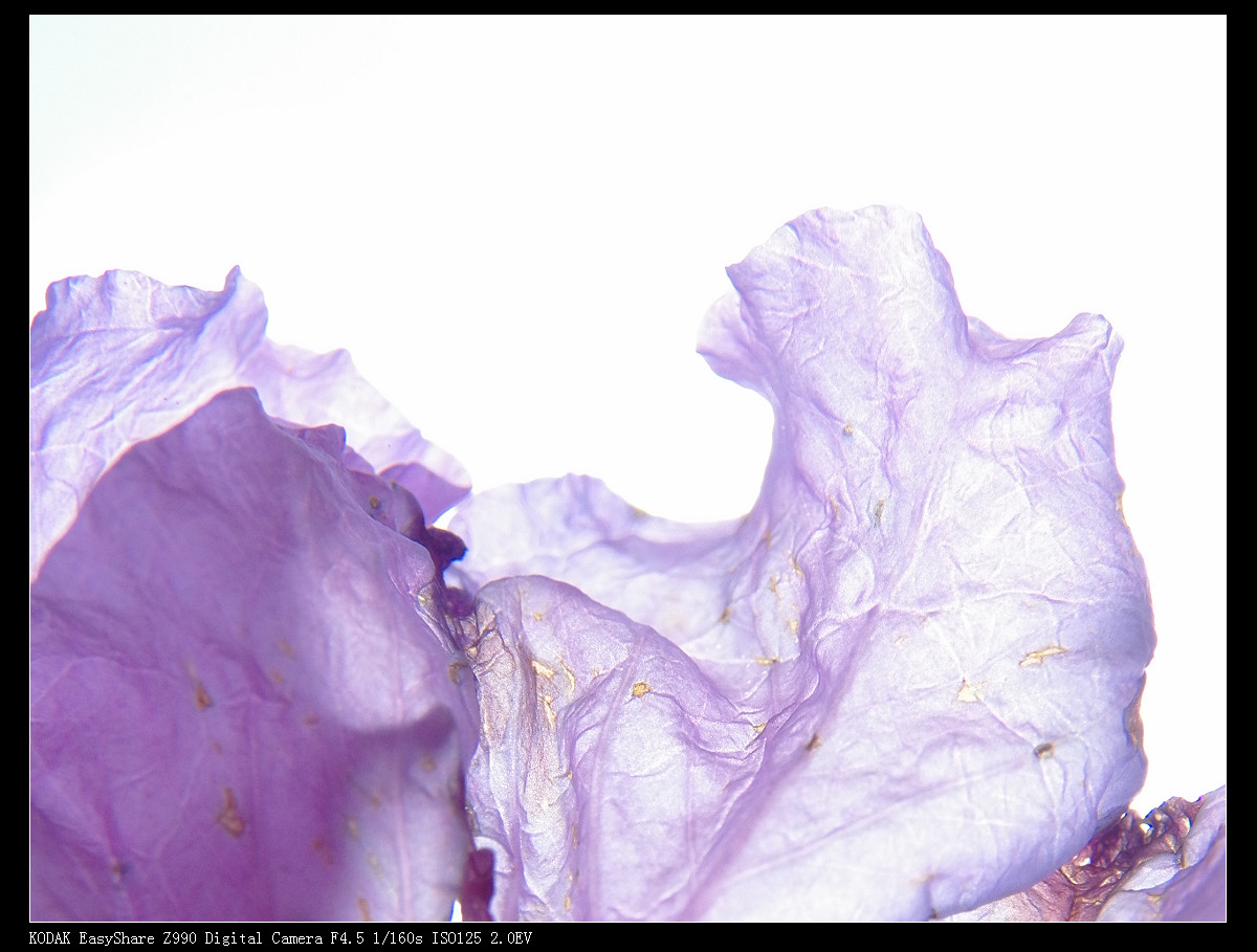 Z990:紫与白-中关村在线摄影论坛